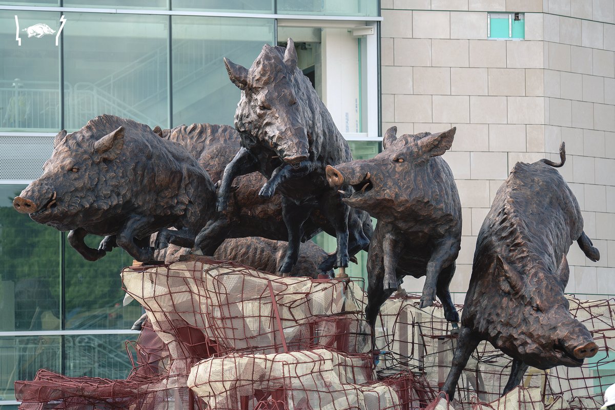 LOOK: Arkansas unveils 'Wild Band of Razorback Hogs' statue outside ...
