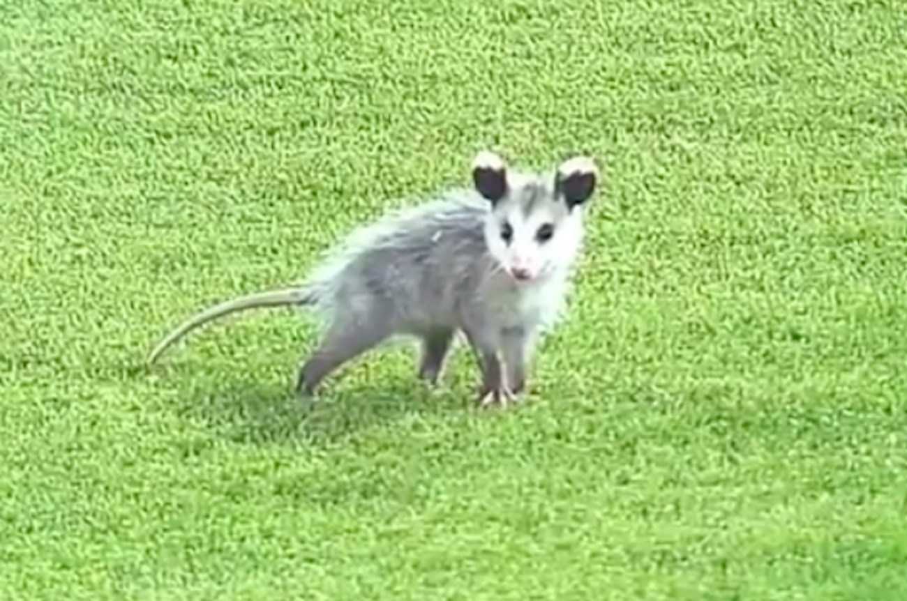 WATCH: SEC Network celebrates legend of the LSU Rally Possum on 3-year ...