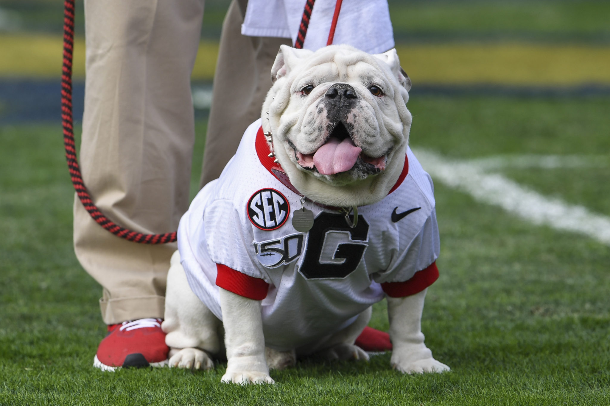 PETA sends letter to Georgia president demanding university drop Uga ...