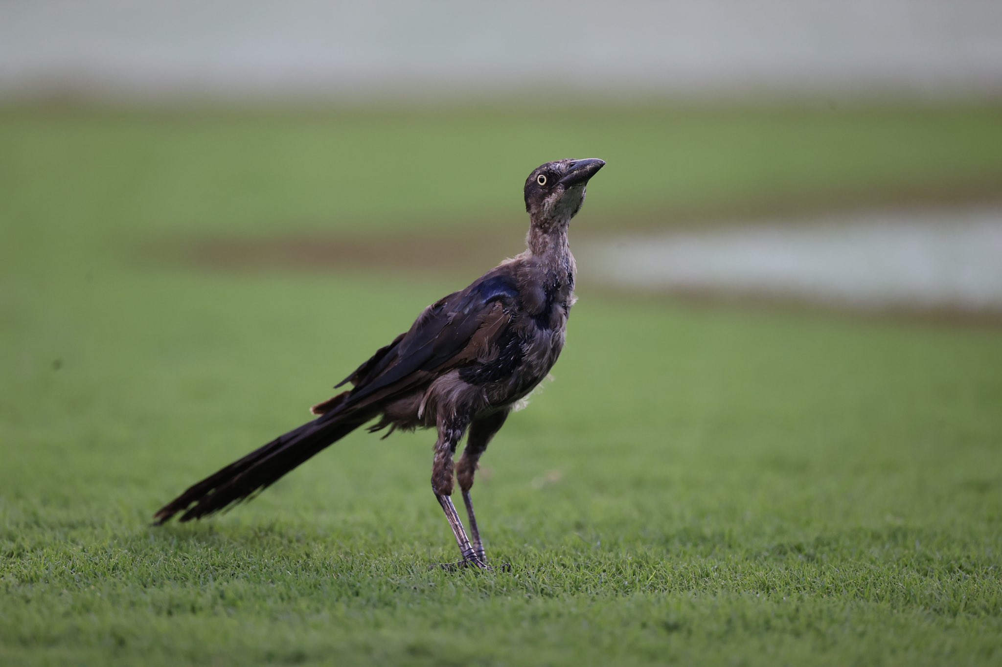 Wandering bird steals the show at Kyle Field as crowd erupts - Saturday ...