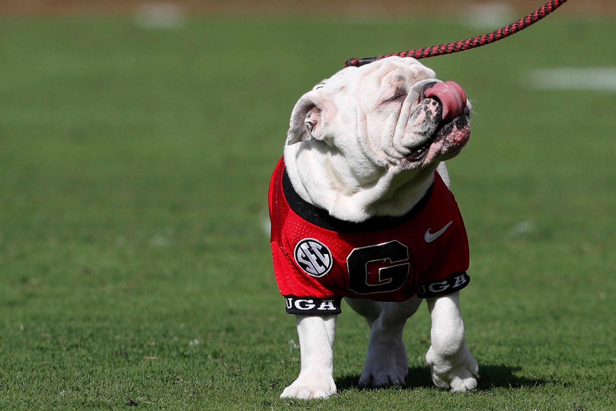 Georgia mascot Uga reportedly won't travel for Texas game - Saturday ...