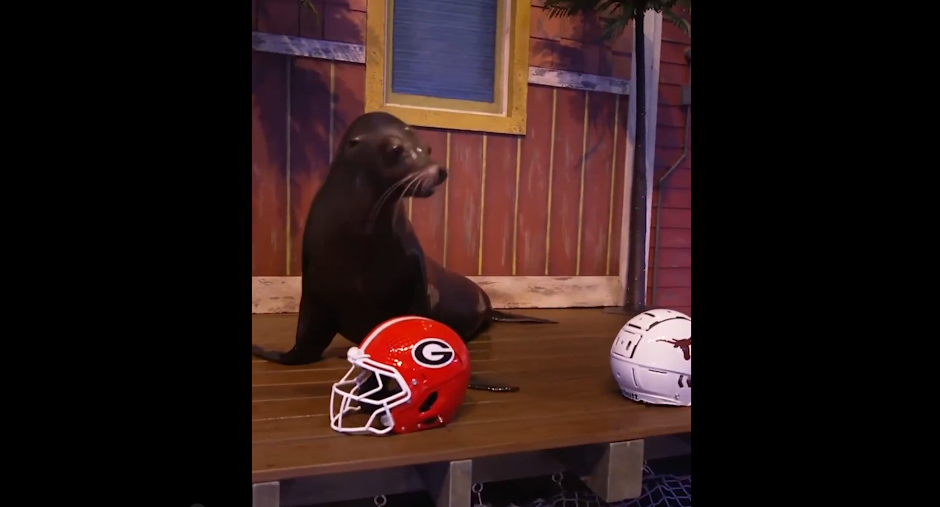 Georgia Aquarium sea lion, Jupiter, picks winner of SEC Championship ...