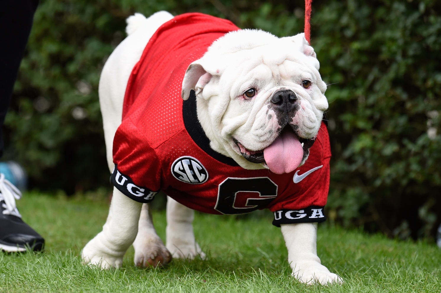 New mascot Uga X makes his debut for Georgia Saturday night