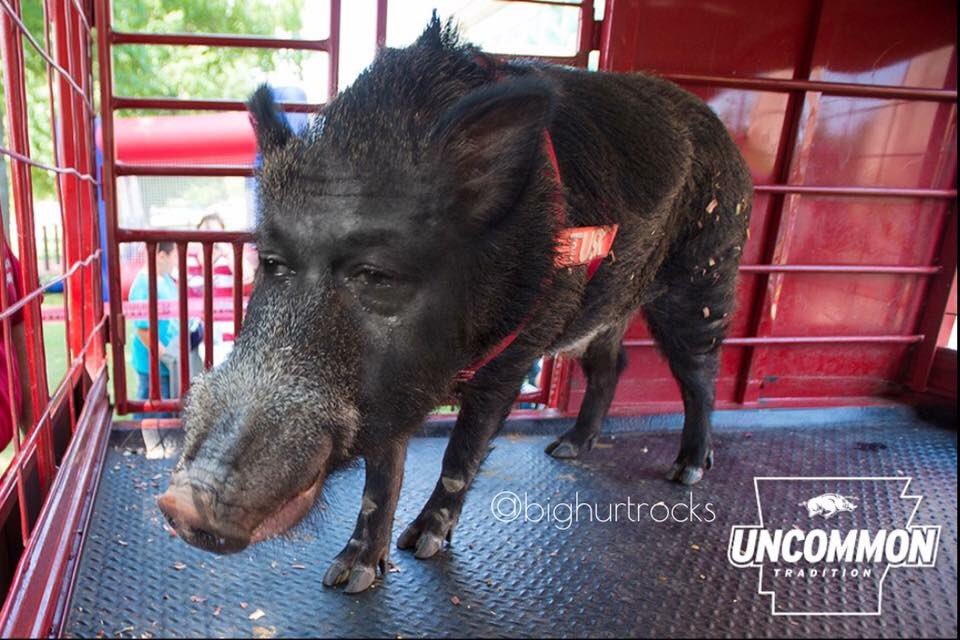 Following blowout, the Arkansas memes are everywhere, and they are ...