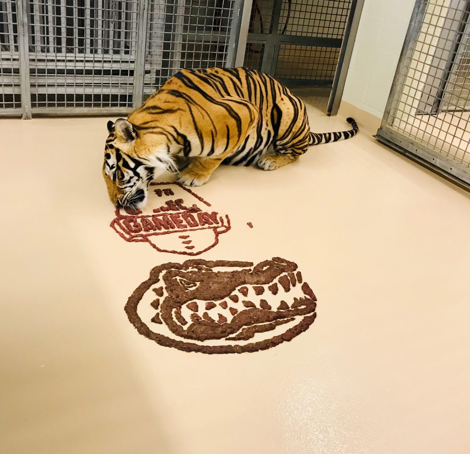 Mike the Tiger feasts on special meal ahead of Florida-LSU game